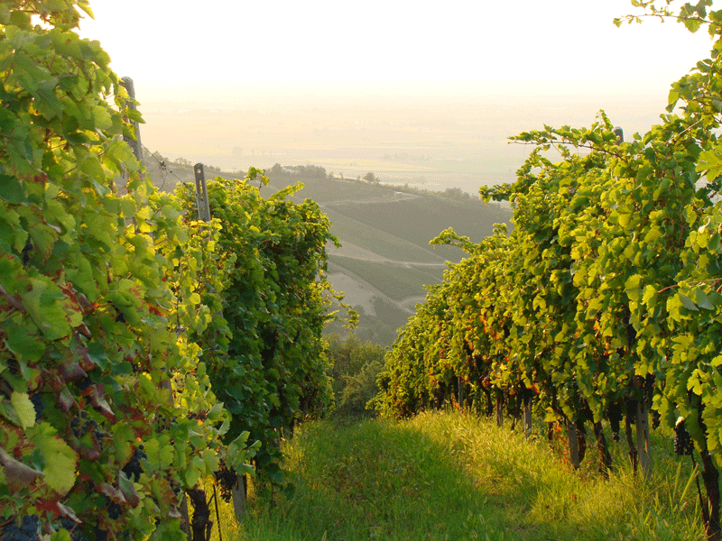 Rita Vaselli watercolors: Colline dell'Oltrepò Pavese