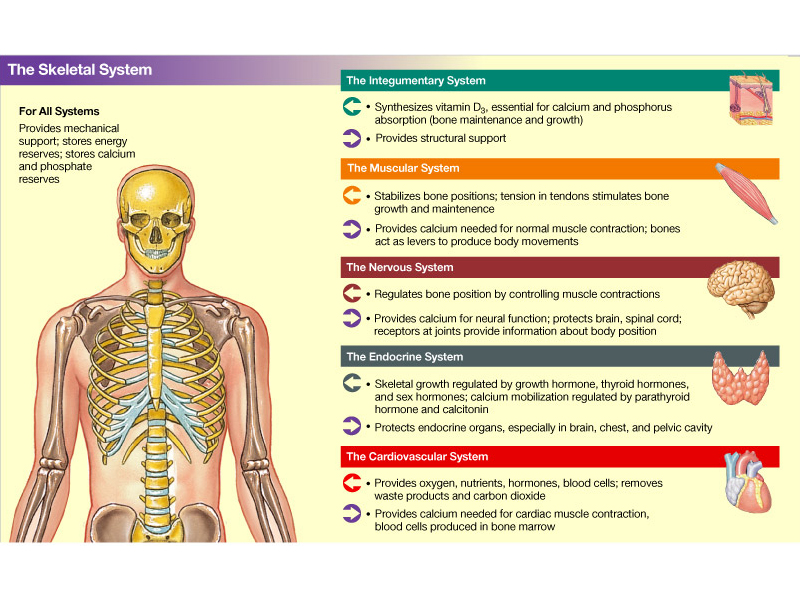 Human System Interactions: Skeletal System