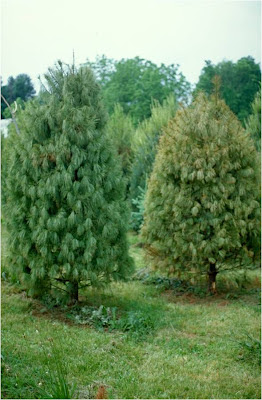 UK - Diseases of Fruit Crops & Ornamentals: White Pine Decline versus White Pine Root Decline ...