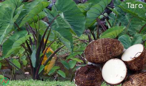 All Vegetables English Name & Images | Necessary Vocabulary - Welcome ...