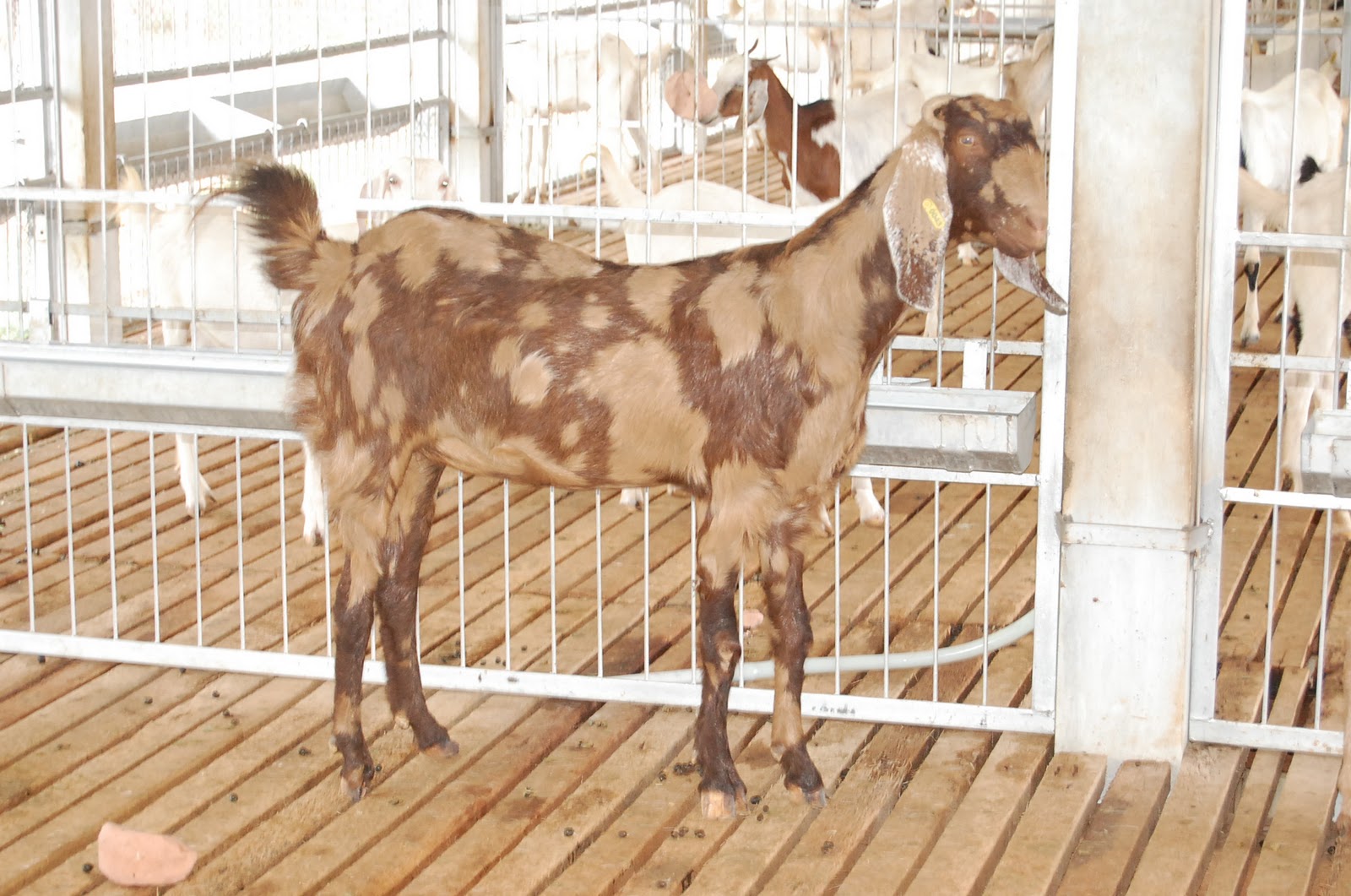 veeravasu goat farm: VEERA GOAT FORM