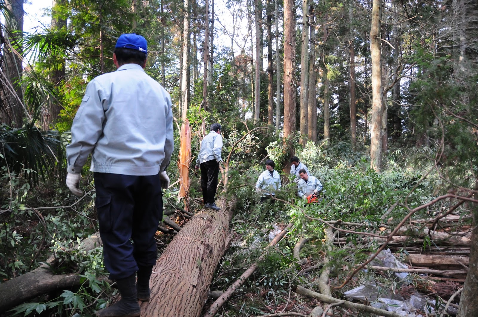 Our Japanese Eco-Kominka: East Side Tree felling in February 2013.