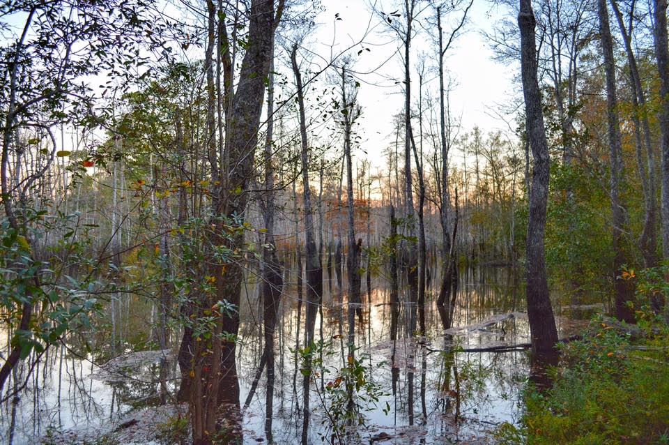 Kints: The Unfathomed: Big Swamp and Big Lake, 22 November 2015