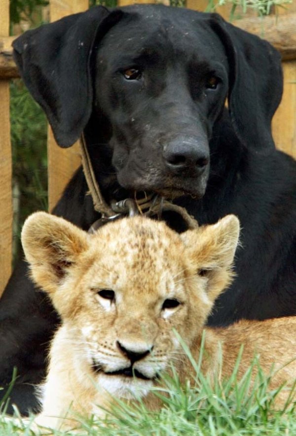 Strange Animal Couples