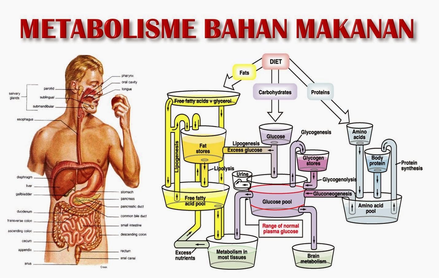 MAKALAH BIOLOGI KELAS 12 : METABOLISME - Mr Rofi Blog