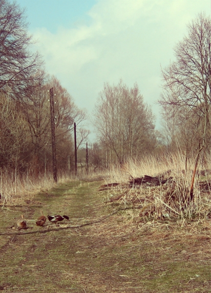 Allsparklesofnow: Ducks on an early spring walk
