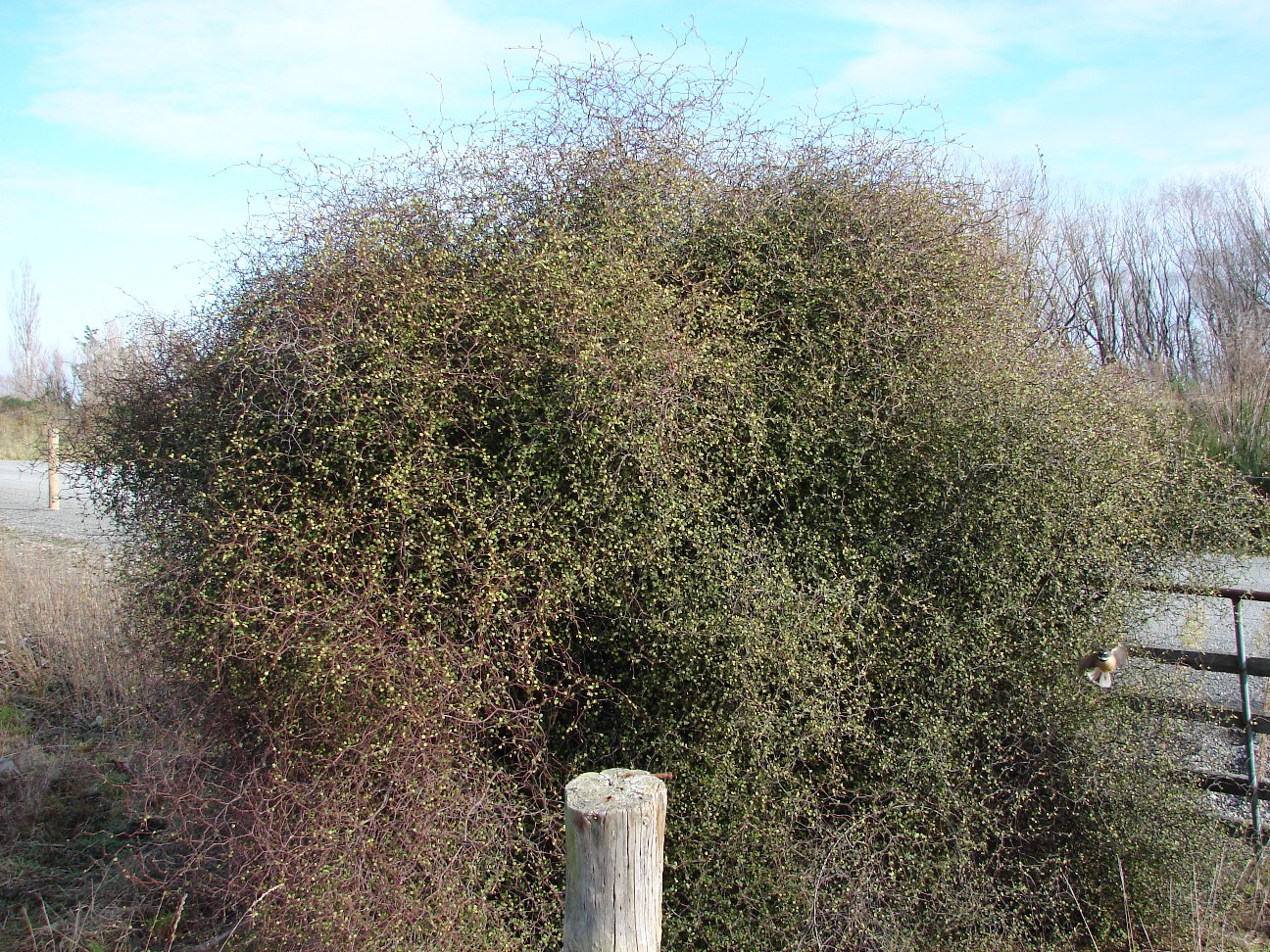 Trees For Canterbury