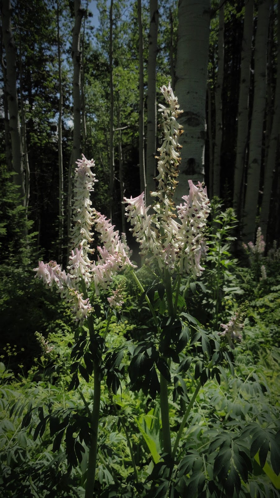 Prairiebreak: Colorado! or bust (Mementos from EXACTLY five and a half ...