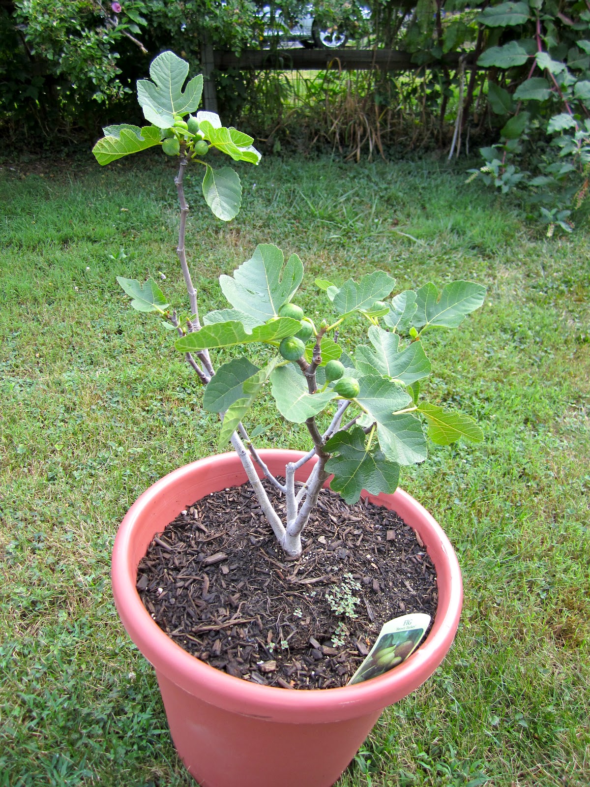 rustyfarmhouse: Fig Trees!