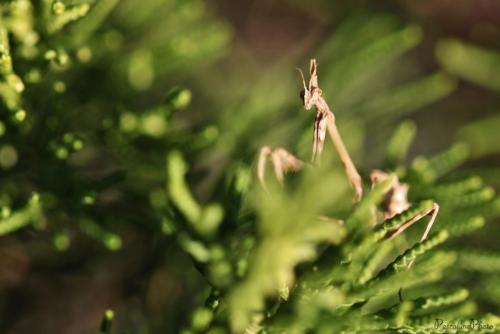 Pescalune Photo: Empuse ou Diablotin (Empusa pennata), Conehead Mantis