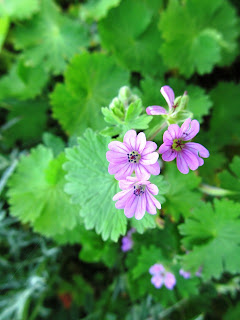 greece's flora: Dovesfoot Cranesbill (Geranium molle)