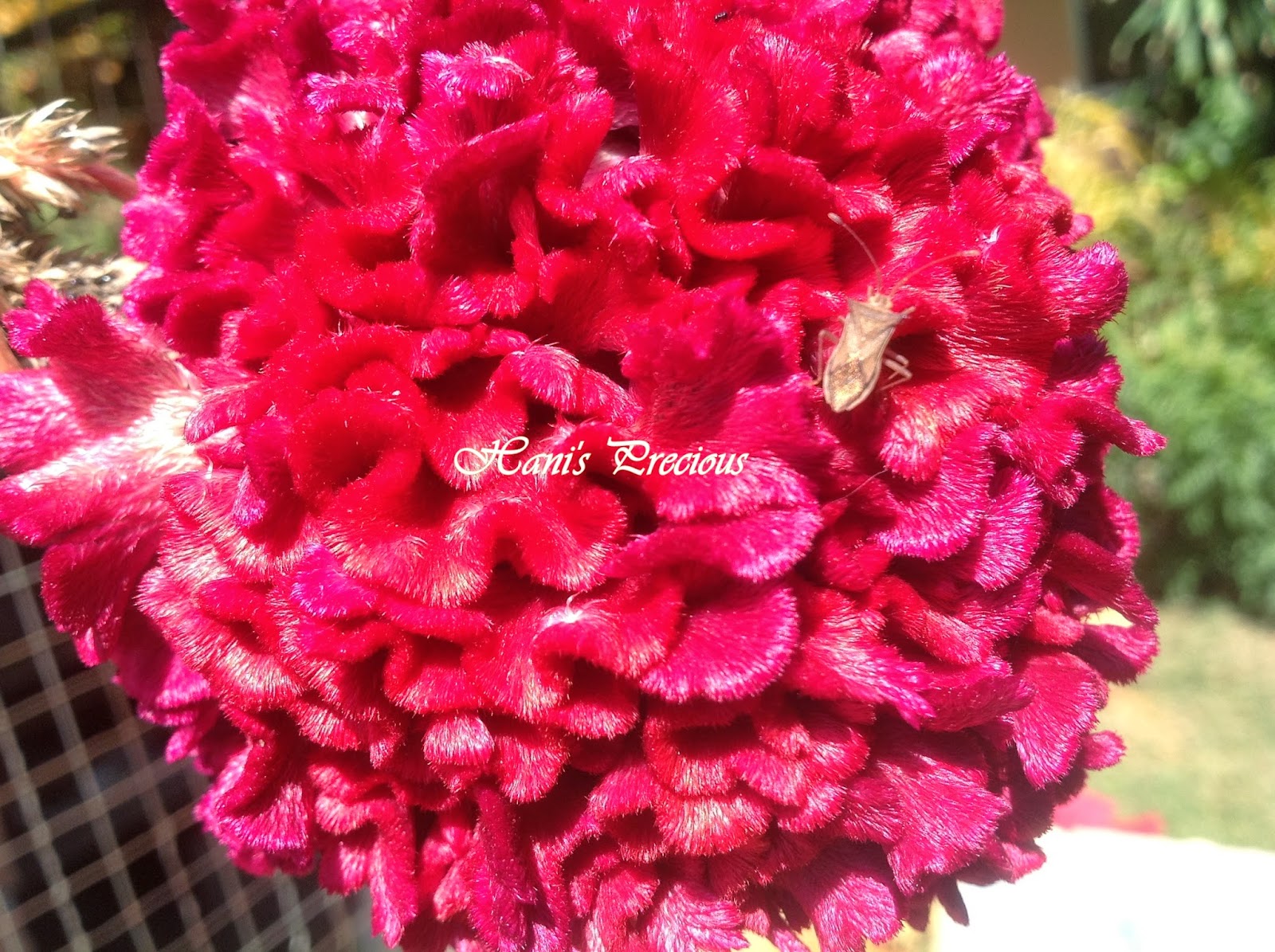 Hani's Precious: Bunga Balung Ayam