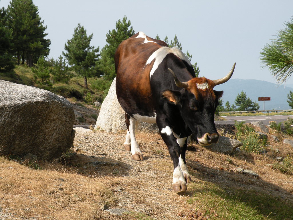 The Breeding-back Blog: Corsican cattle - the "mother of Heck cattle"