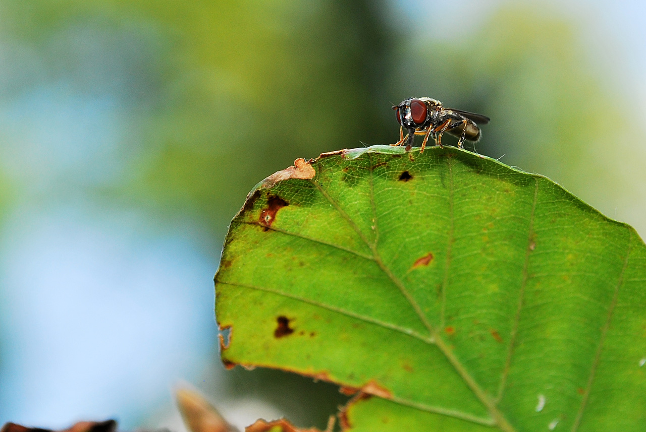 Gyávol Roland Photography: Spider && Fly