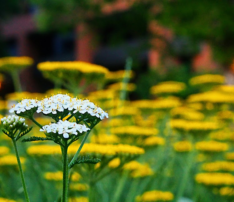 Wade Oval Photography and Surrounding Areas | Art Loves Company