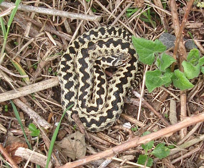 MERSEA WILDLIFE: VIPER VICTOR