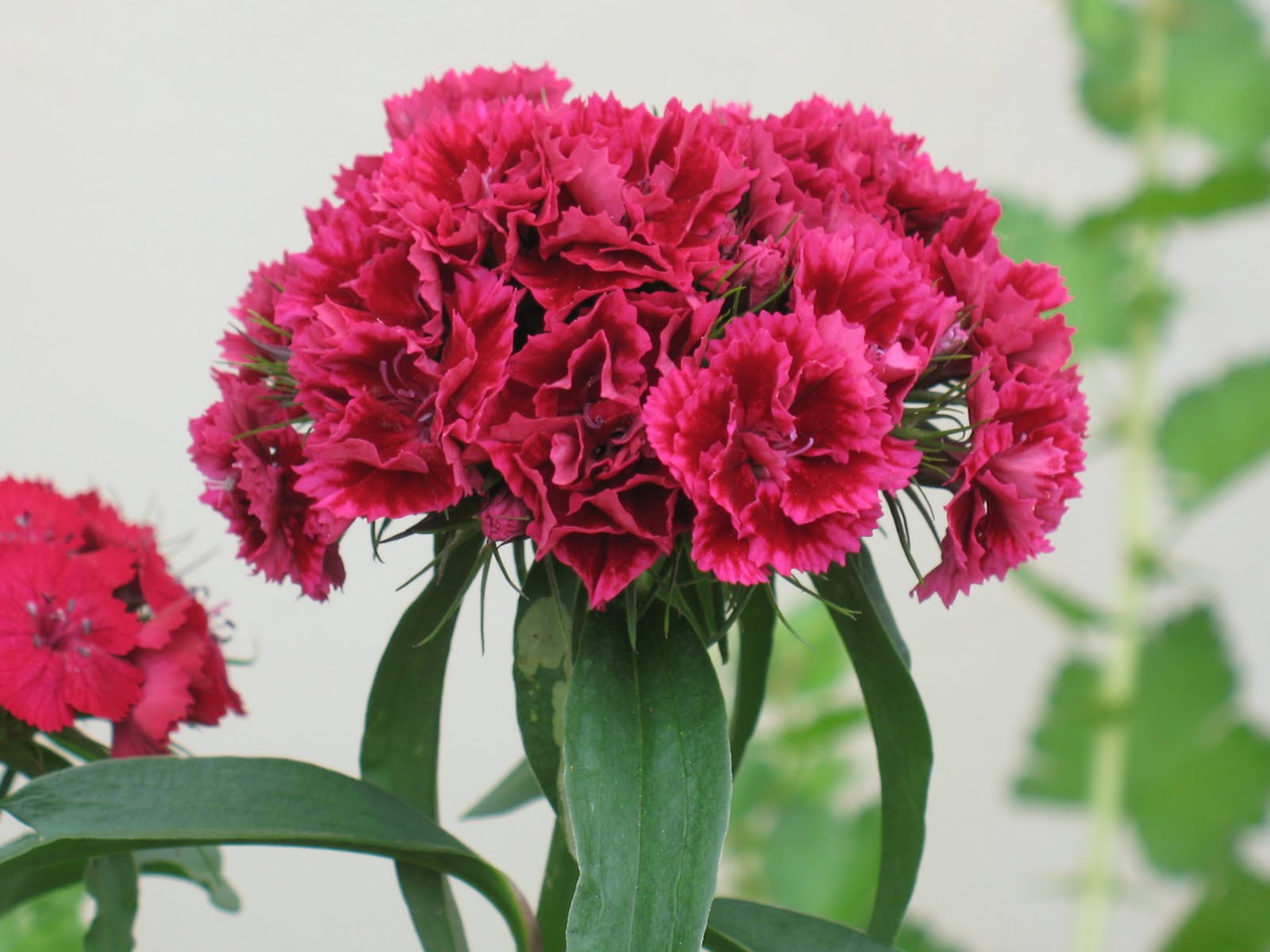 Jurnal de gradina: Flori de vara