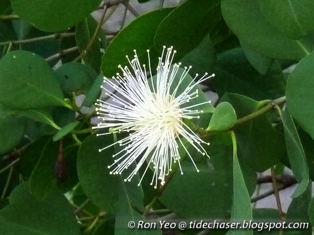 tHE tiDE cHAsER: Perepat (Sonneratia alba)