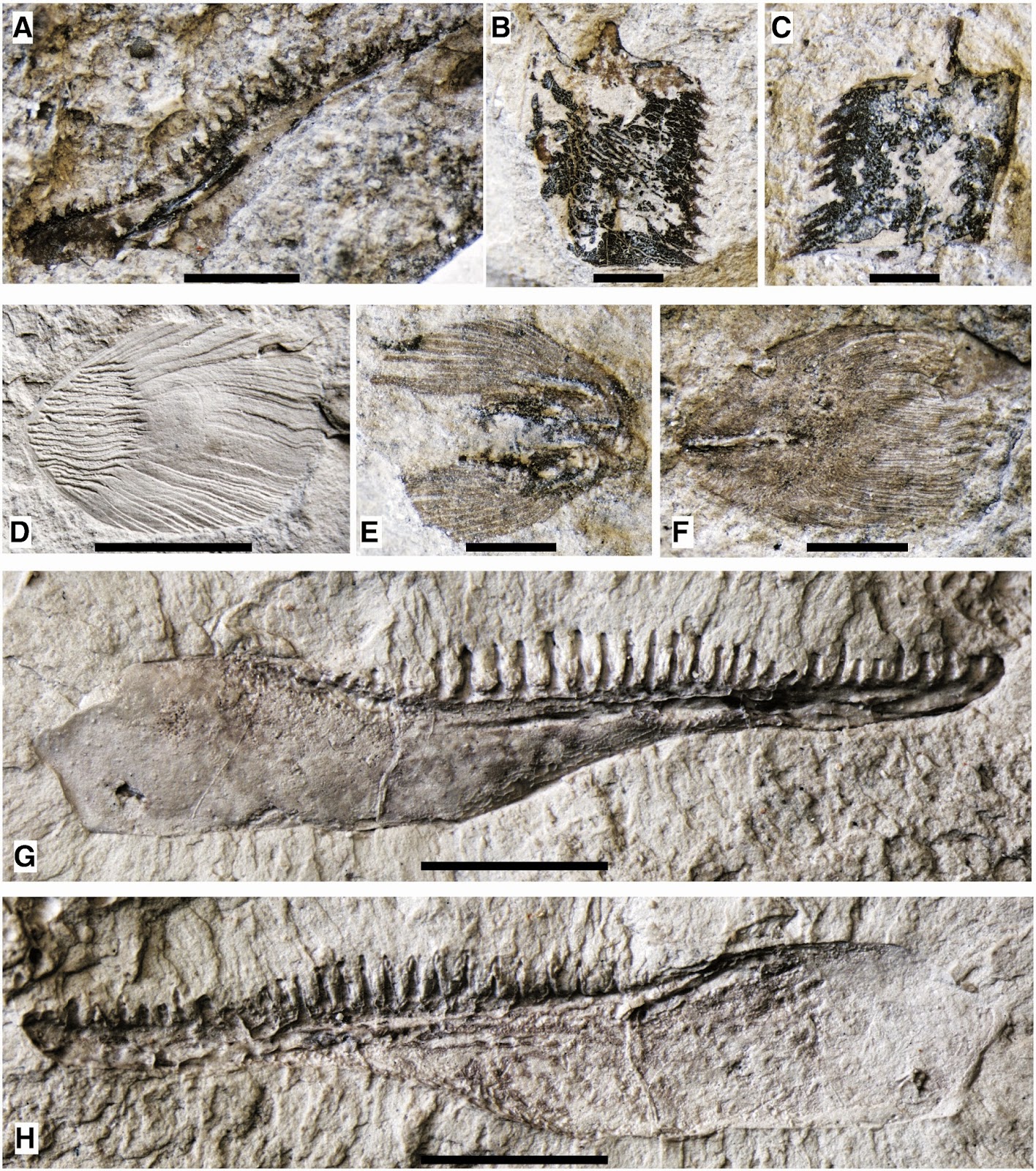 The Dragon's Tales: Marine–terrestrial Kockatea Biota From Smithian ...