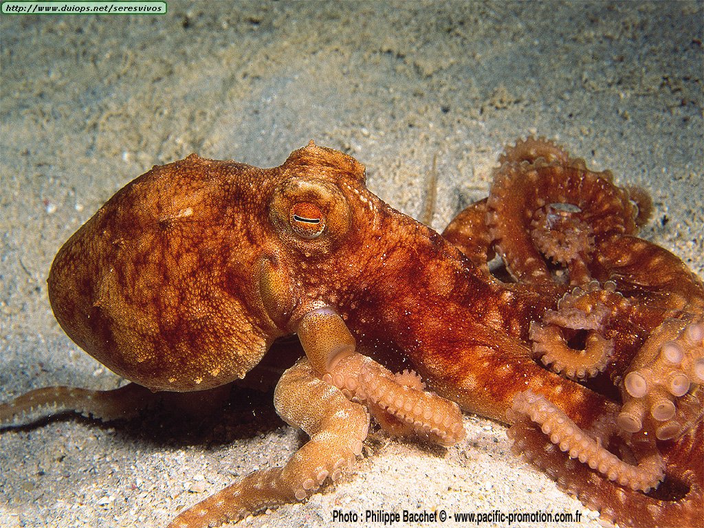 Los moluscos: Moluscos