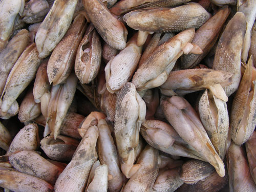 MeNarA KehiDupaN: Mentarang di sepanjang Jalan Tanjung Karang ke Sungai ...