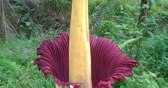 3 Jenis Bunga Terbesar di Dunia yang Mengagumkan Ukurannya - Toko Bunga ...