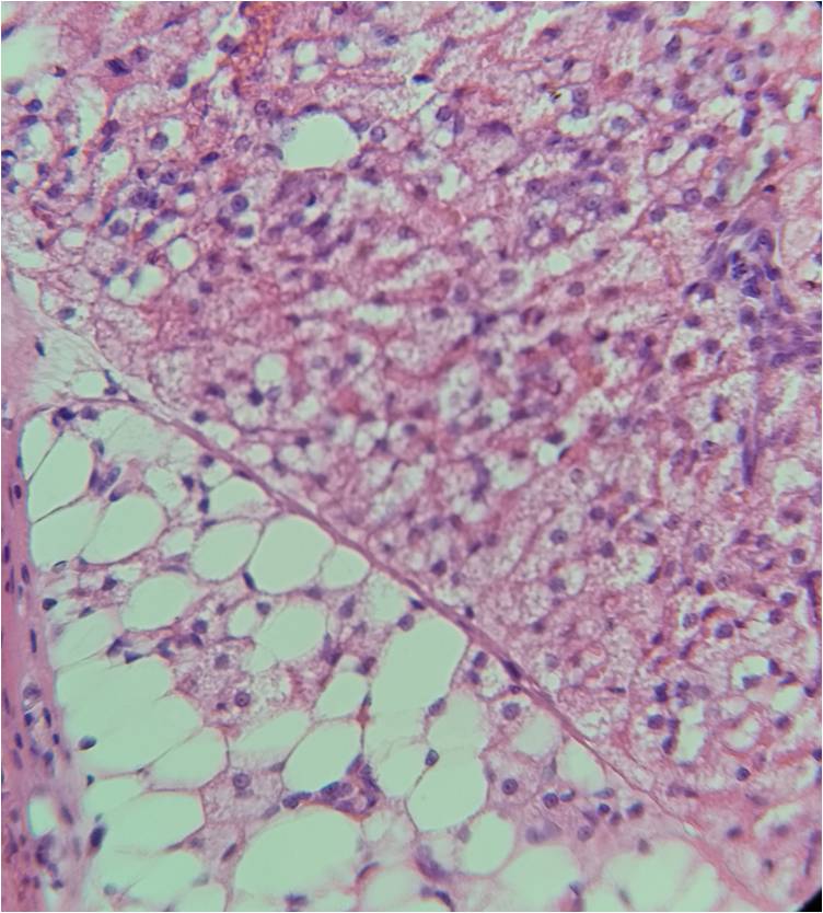Histologia do Tecido Adiposo