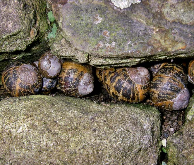 CABINET OF CURIOSITIES: Wildlife on Walls: 4. Garden Snail, Helix aspersa