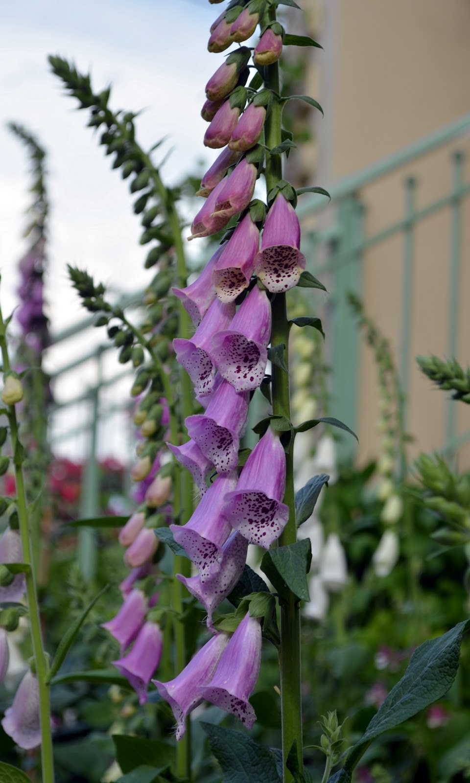 Jurnal de gradina: Clopotei