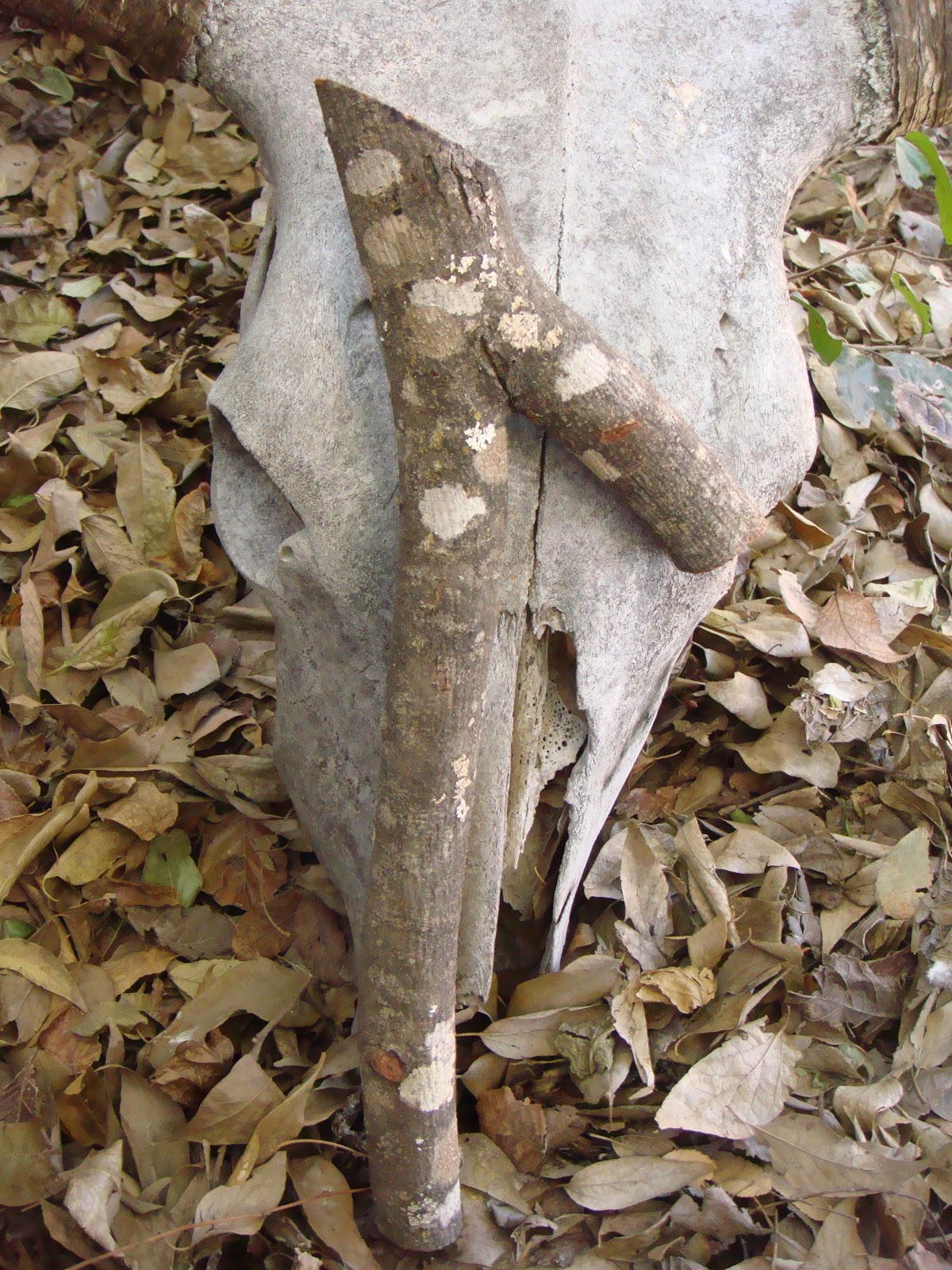 Woods Roamer: The Pocket Adze