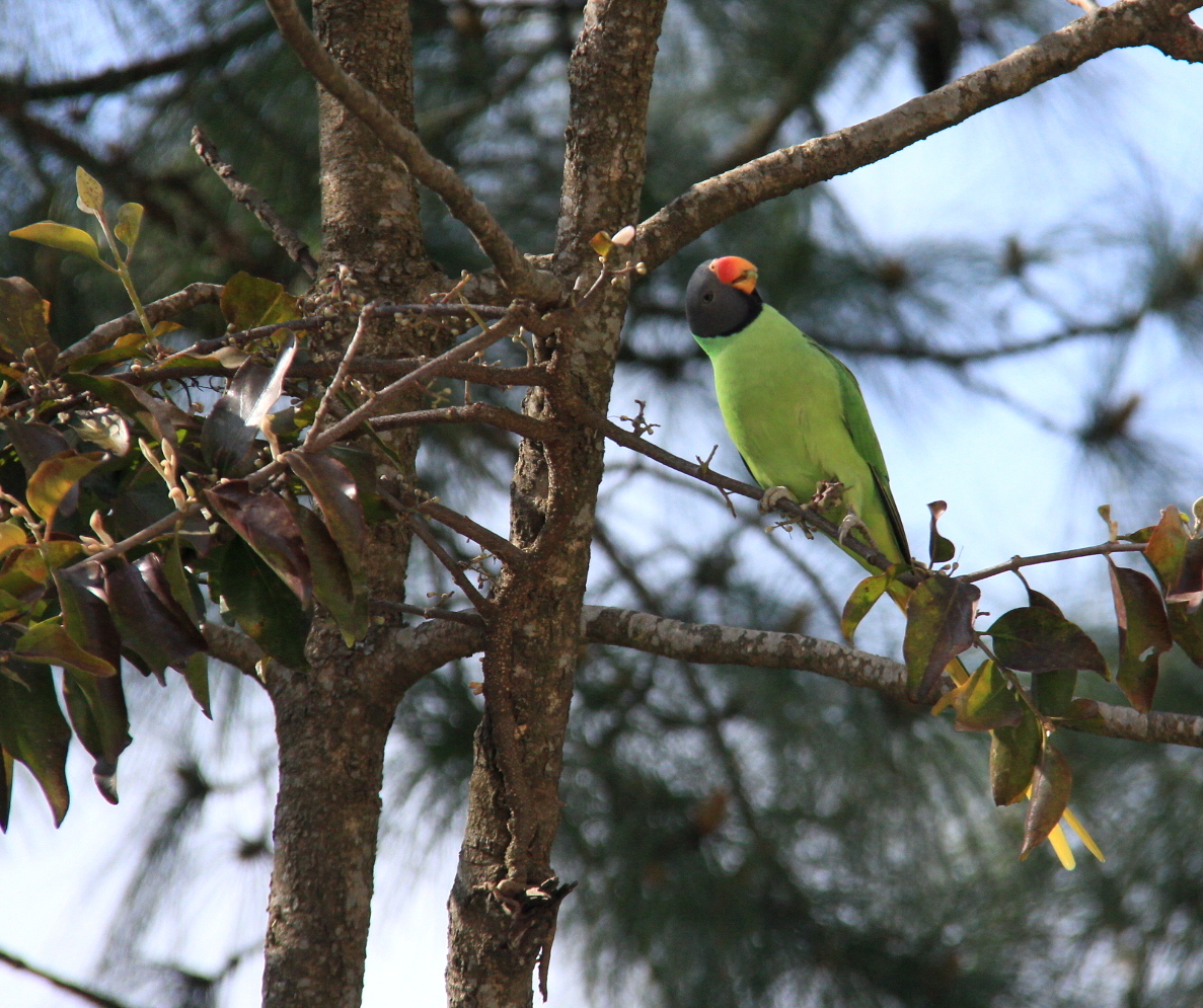 UNMUKAT PARINDE (PARROTS OR TOTA) IN TREES BY DSLR