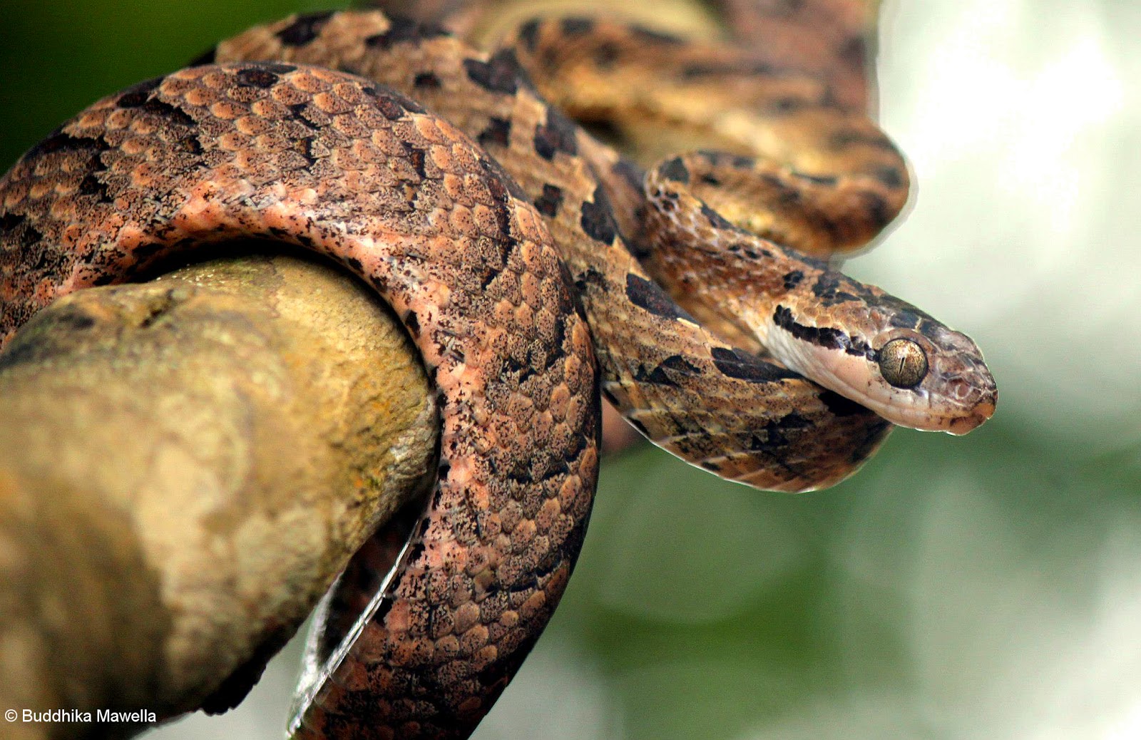 Lanka Nature Summary: Sri Lanka cat snake (Boiga ceylonensis)