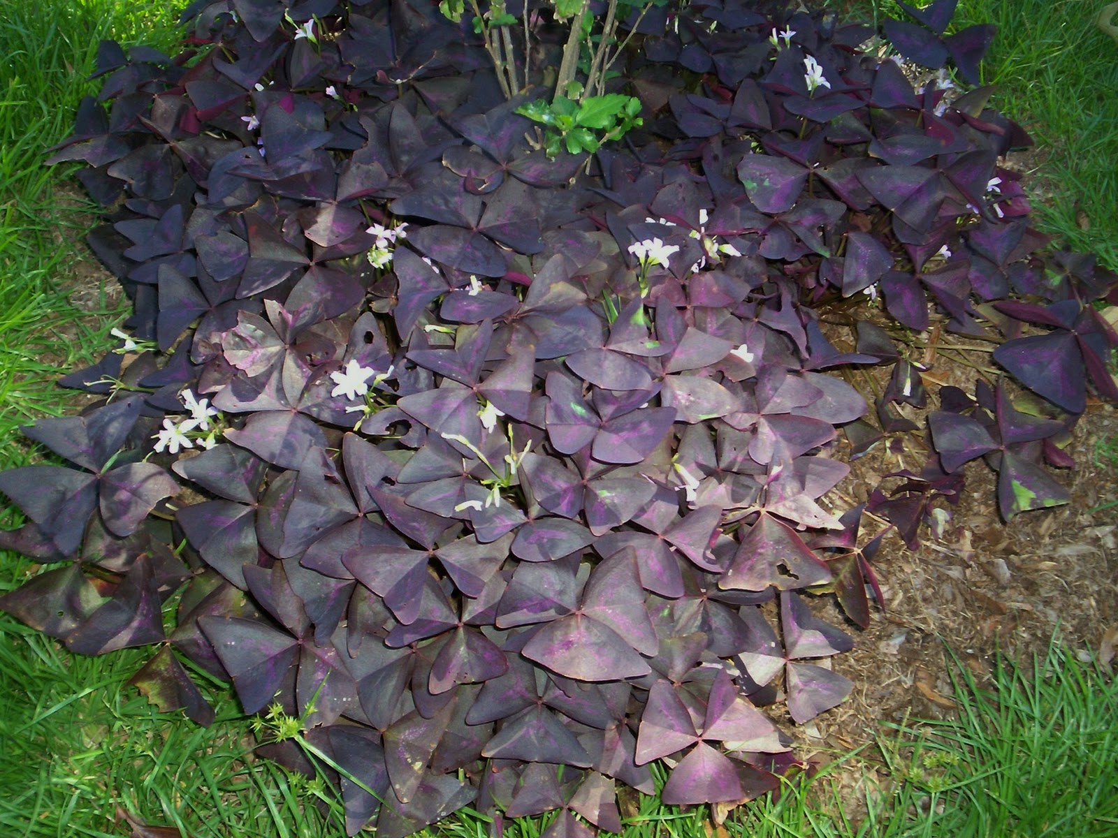 A Garden in Southwest Georgia: Oxalis (Oxalidaceae)
