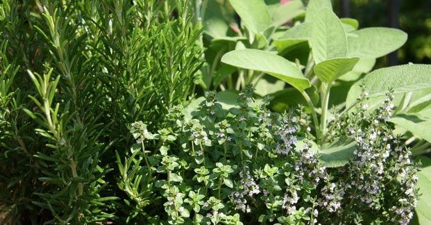 Tibb-e-Unani: What is Tibb-e-Unani