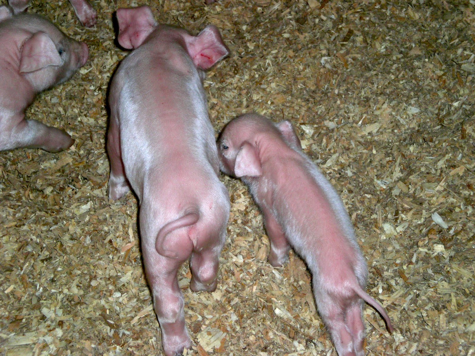 A Joyful Girl...: Finally...Fun at the Fair