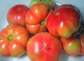 Top 7 Major Vegetable Crops in the Philippines