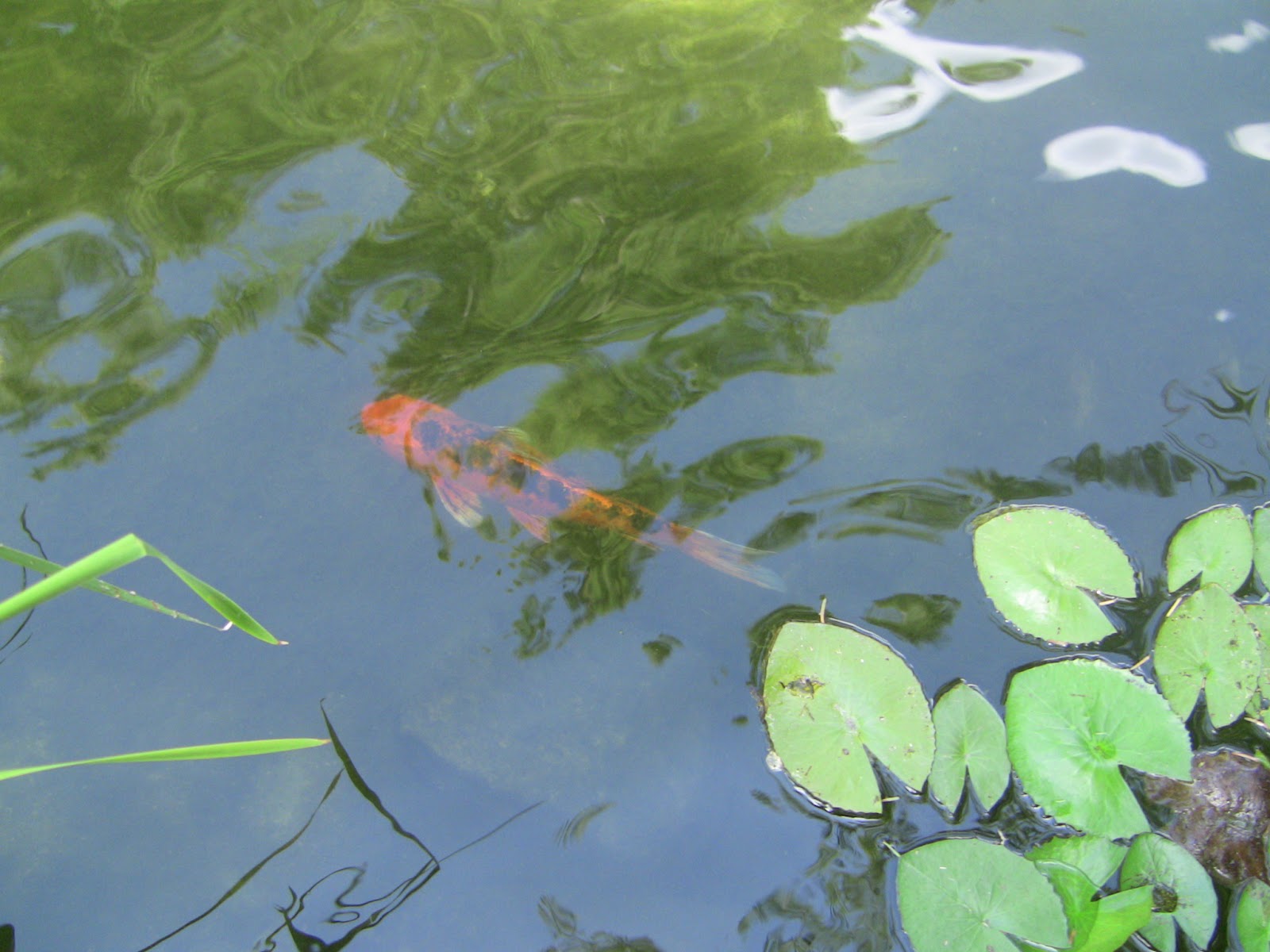 Apt Garden: Visit to Dallas Arboretum
