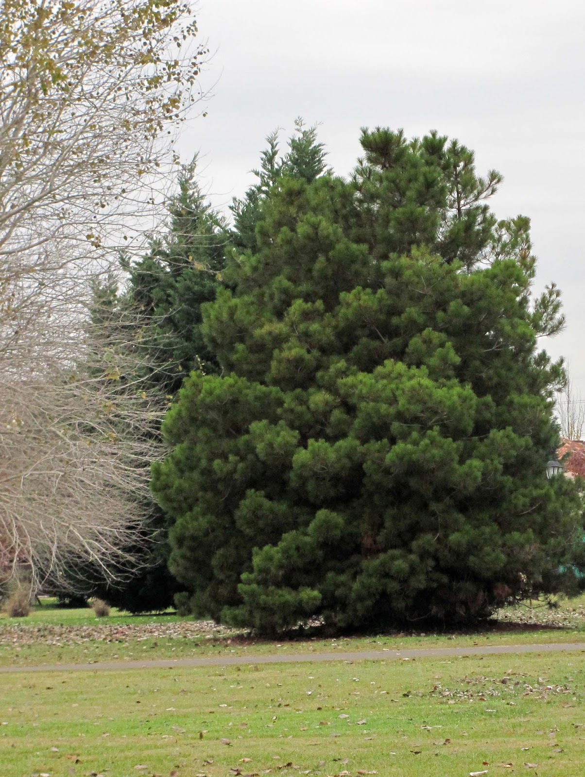 En el jardin: coníferas perennes