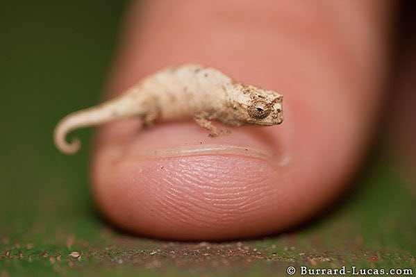 Media center for Mysterious Phenomenon, community, recipes, and Health ...