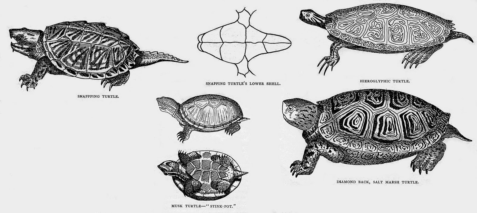 From Stillwater: Our North-Eastern Turtles