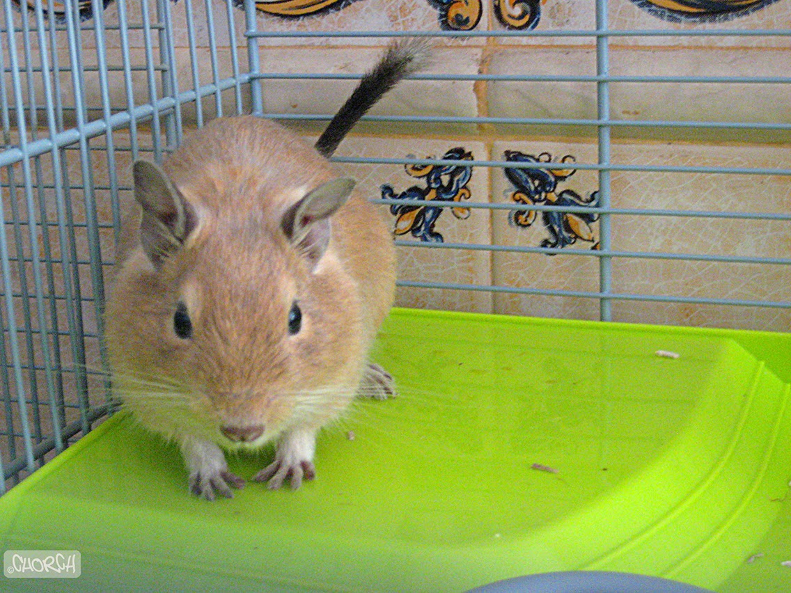 cobais del Rentonar: DEGÚS DE COLORES Y MARCAS ESPECIALES