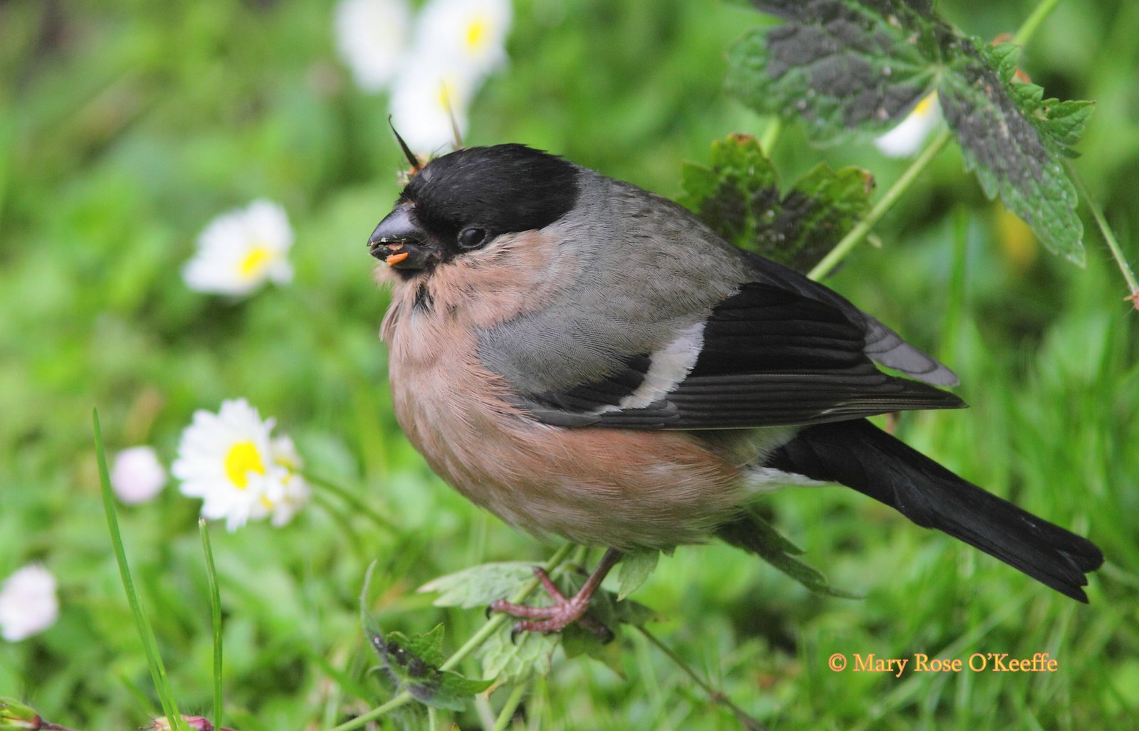 Raw Birds: EURASIAN BULLFINCH (Female) Pyrrhula pyrrhul Broadmeadow ...