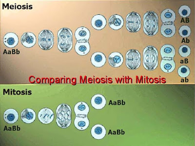 Biologia: Diviziunea celulara