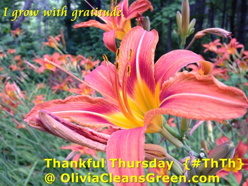 Olivia Cleans Green: Thankful Thursday Link Party #1