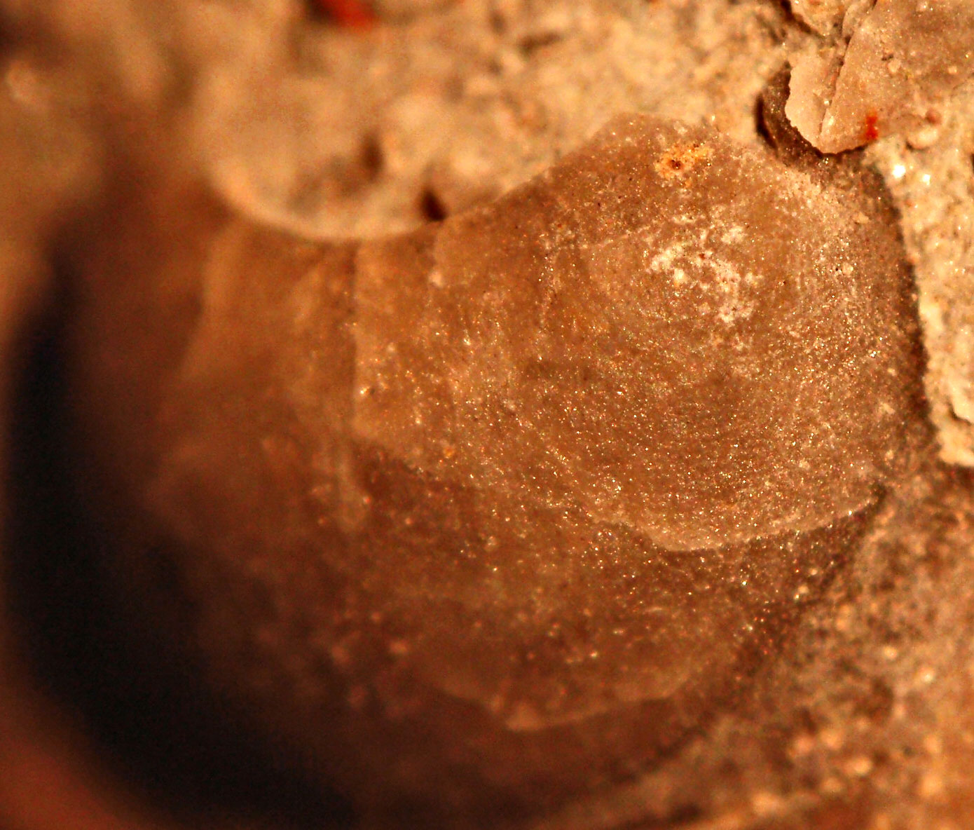 Louisville Fossils and Beyond: 11/01/2017 - 12/01/2017