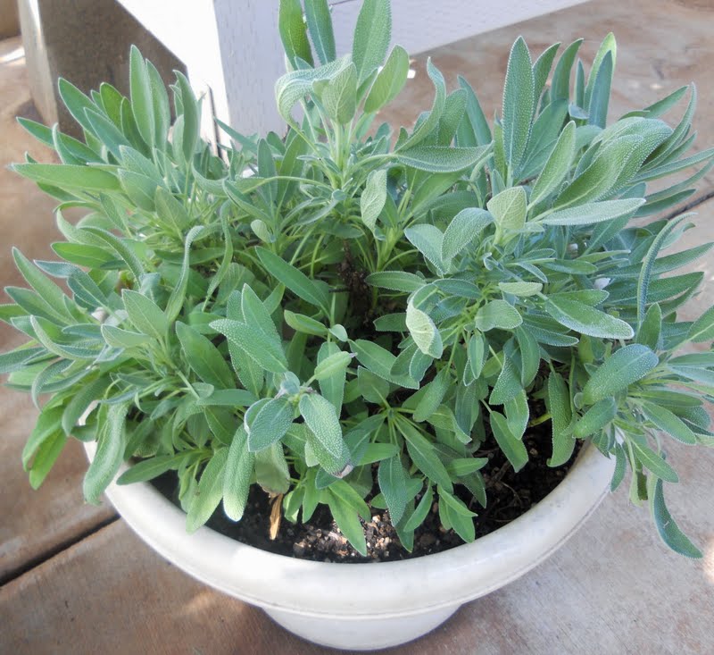 A Kitchen Garden in Kihei Maui: Growing Culinary Herbs & Seeds - M to Z