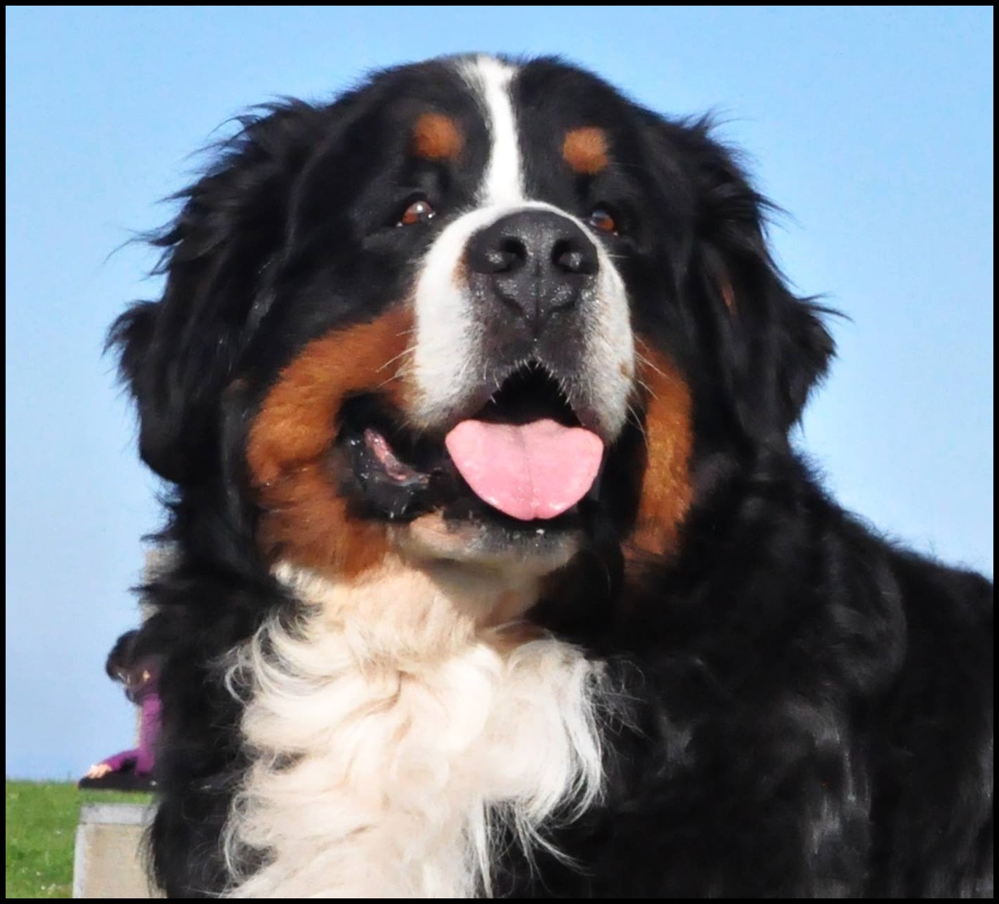 Boyeros de Berna : Nuestro Macho