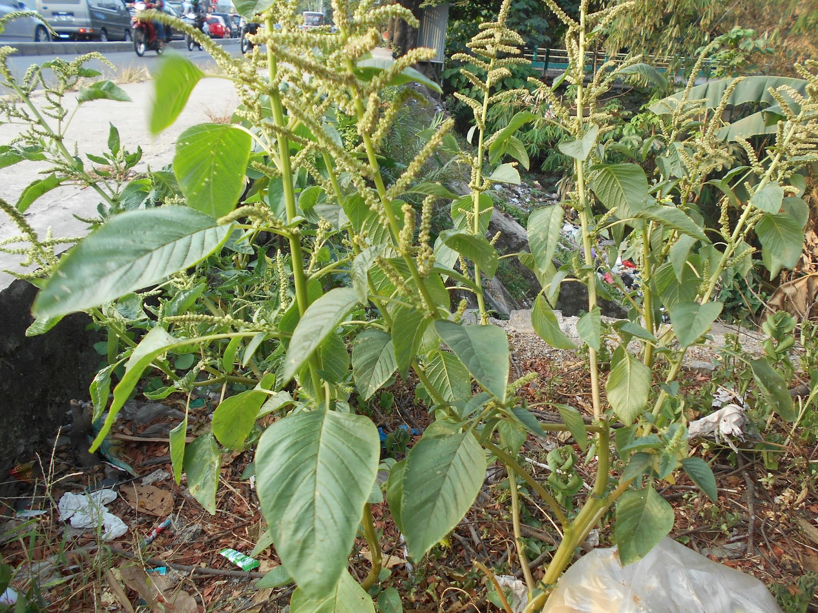 Yukhidupsehat agwingallery: KHASIAT BAYAM DURI ( Amaranthus spinosus L. )