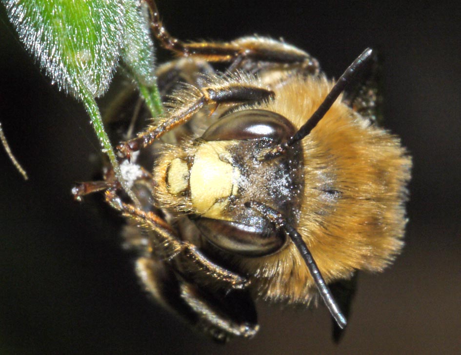 CABINET OF CURIOSITIES: Solitary bee, just hanging around