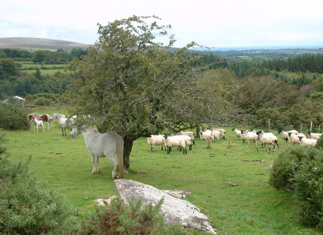 Dartmoor Ramblings: September 2012